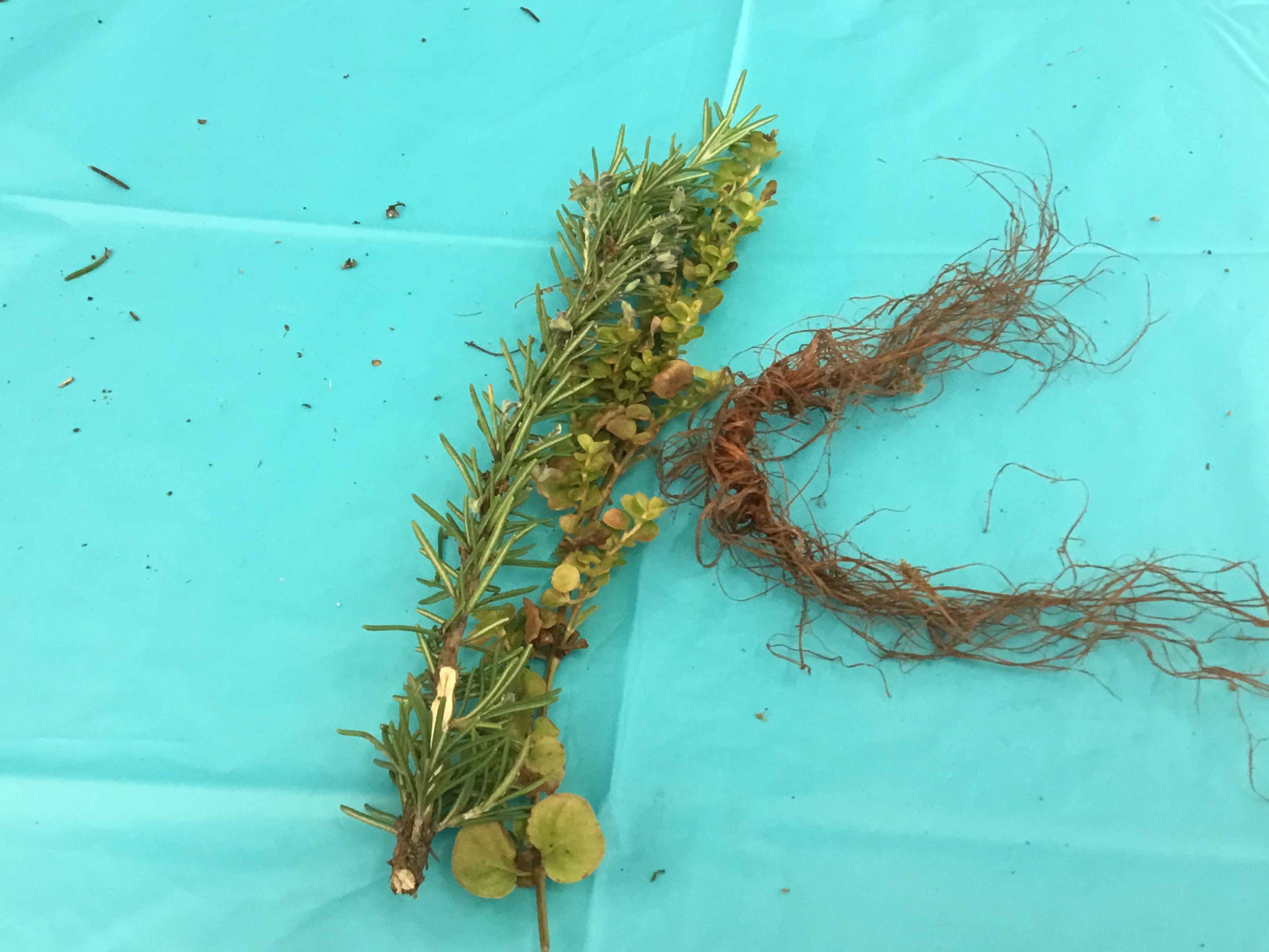 Albrey | Expect the Miraculous